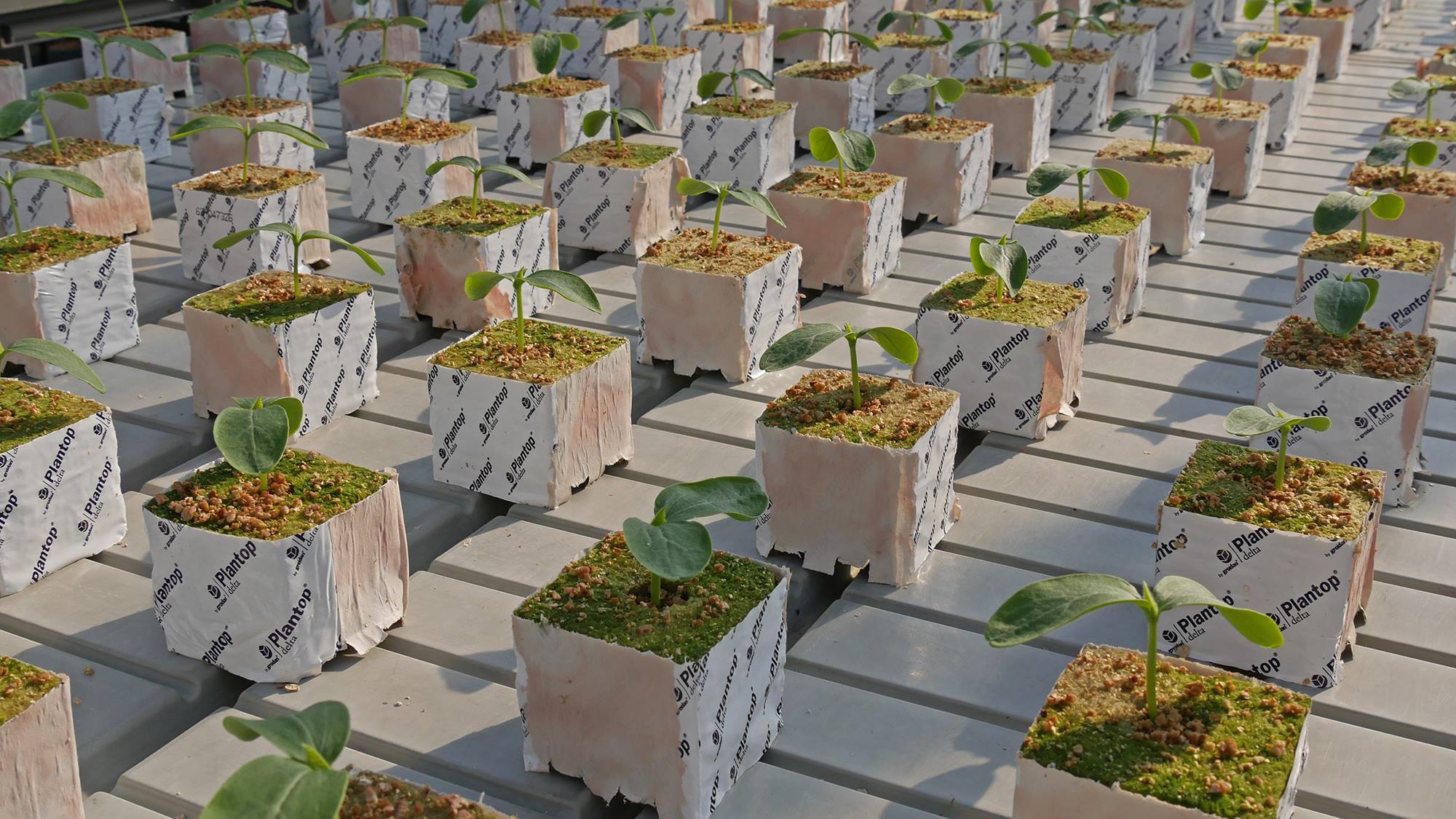 IQ Crops - Υδροπονικά & Αρδευτικά Συστήματα Ιεράπετρα Λασίθι