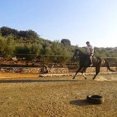 Mani Horses - Ιππικός Όμιλος Μαθήματα Ιππασίας Αερόπολη Λακωνία