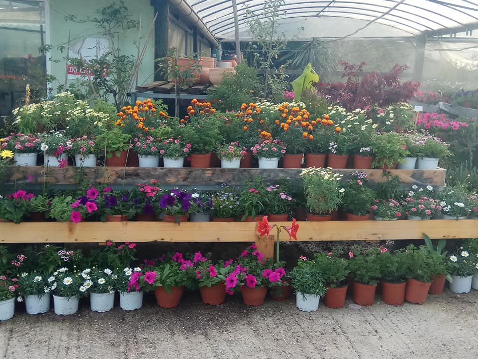 Φυτώριο Νικόλας - Παραγωγή & Εμπόριο Φυτών Ανθέων Κέρκυρα