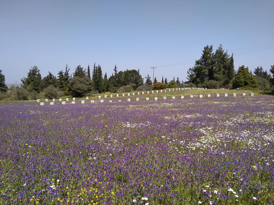 Ελληνική Φύση - Πώληση Μελιού Βασιλικού Πολτού Χονδρικής Αττική