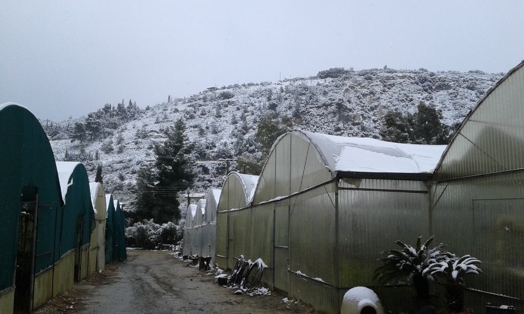 Φυτώριο Αναστασόπουλος - Εμπόριο Φυτών Κορινθία