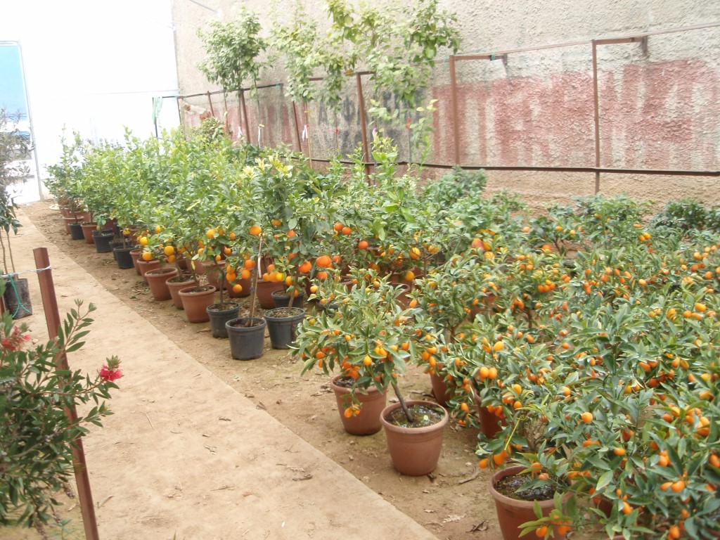 Φυτώριο Αναστασόπουλος - Εμπόριο Φυτών Κορινθία