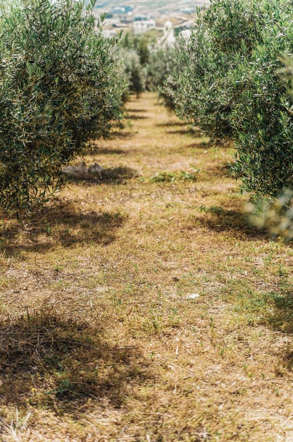 Rizes - Farmstead Tour Restaurant Ano Mera Mykonos