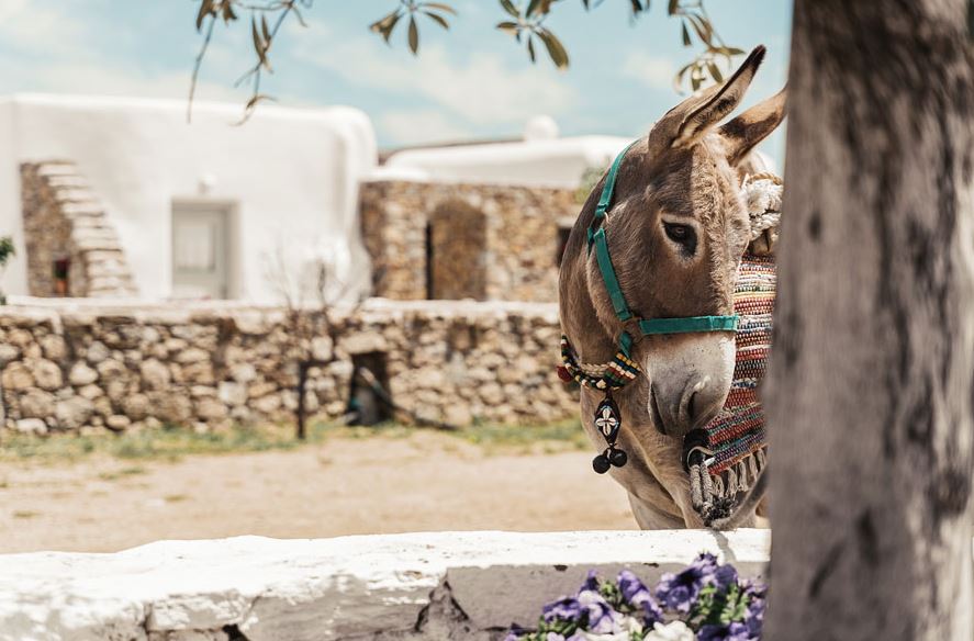 Rizes - Farmstead Tour Restaurant Ano Mera Mykonos