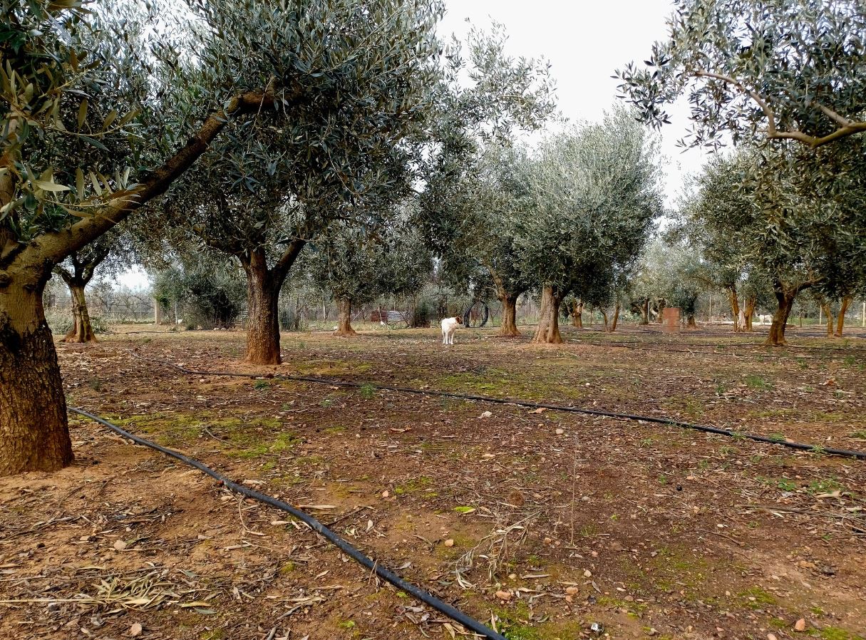 Varvarigos Oil - Βιολογικό Ελαιόλαδο Χονδρική Ζάκυνθος