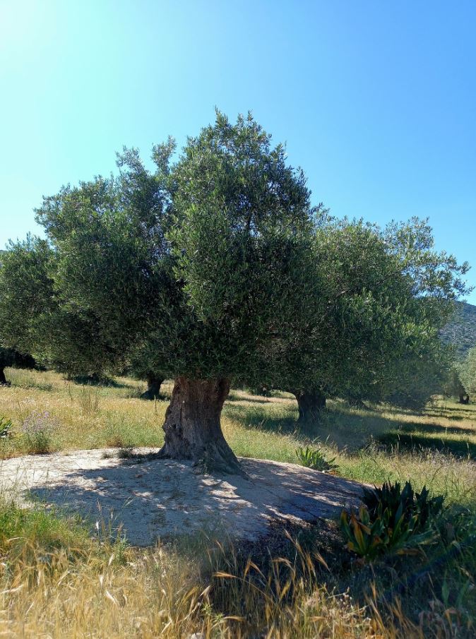 Varvarigos Oil - Βιολογικό Ελαιόλαδο Χονδρική Ζάκυνθος