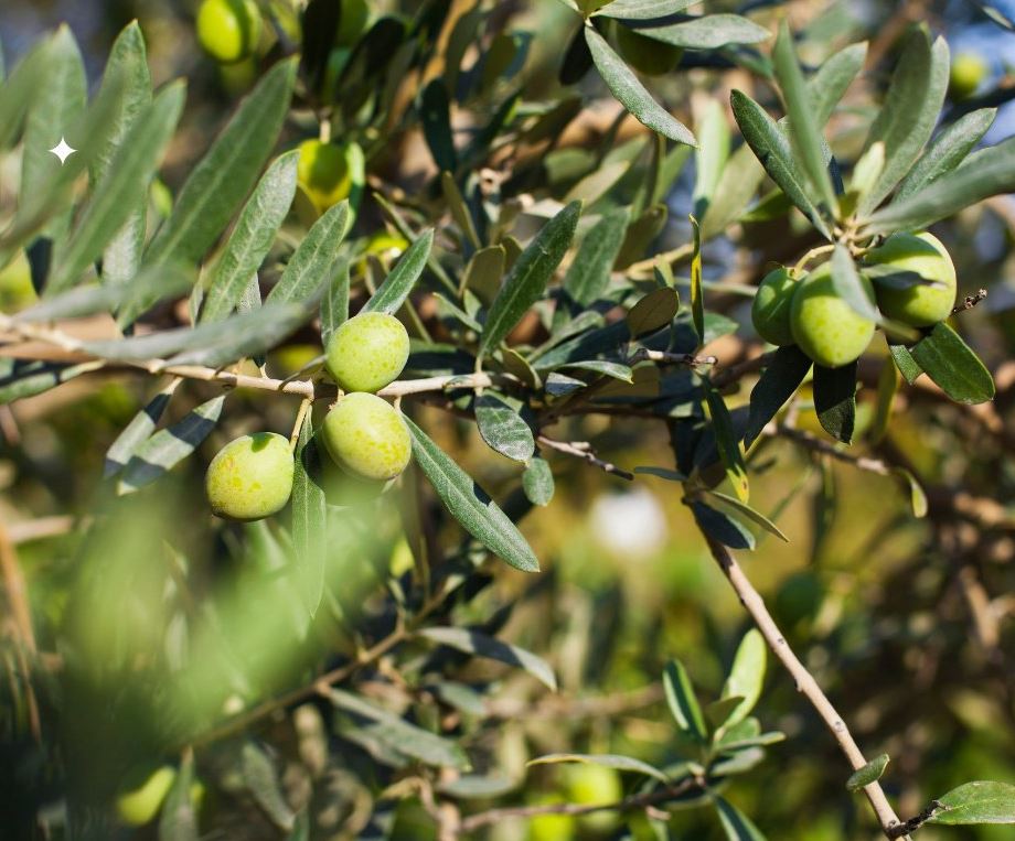 Varvarigos Oil - Βιολογικό Ελαιόλαδο Χονδρική Ζάκυνθος