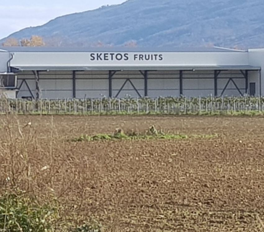 Sketos Fruits - Ακτινίδια Πυργετού Εμπόριο Ακτινίδιων Λάρισα
